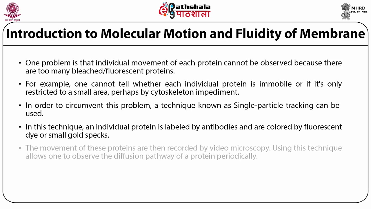 Molecular motion in membrane & membrane fluidity - YouTube