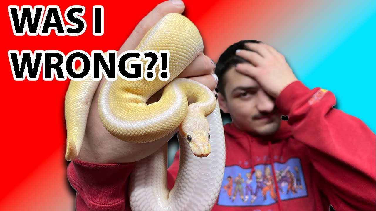 Sexing (probing) And Feeding All Of My Snakes! Did I Make a Huge ...