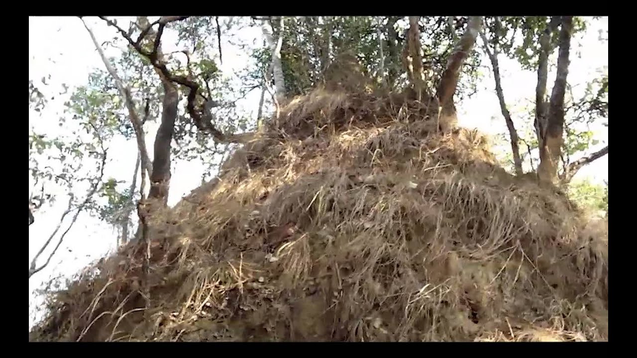 Monstrous African Ant Hills in Zambia. Insect pyramids tall as a house ...