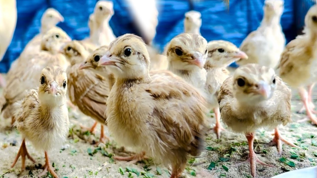 Teetar Chicks Growth |Teetar Chicks Feed |Teetar Ke Bachon Ki Khurak ...