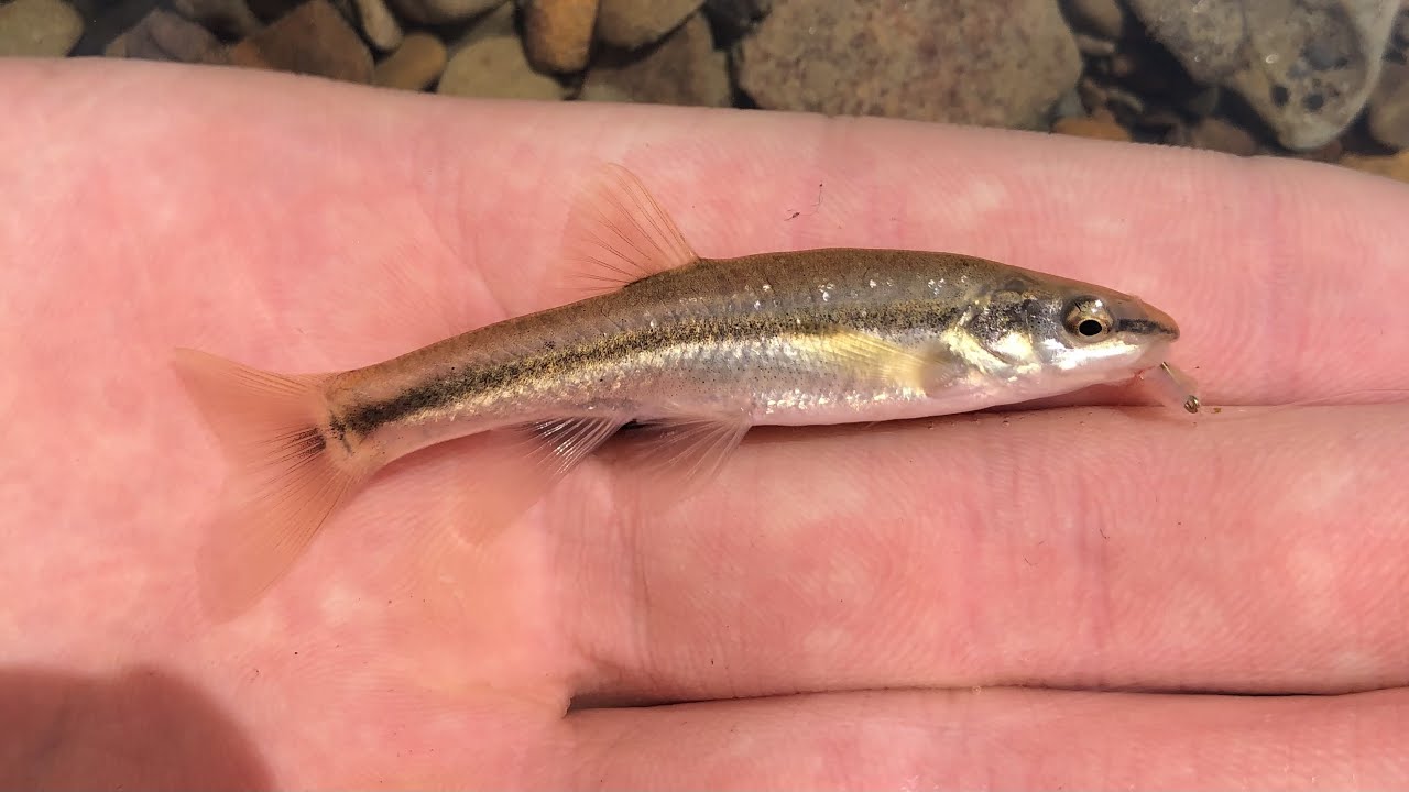 Micro Fishing Ohio Creek For Small Native Species - YouTube
