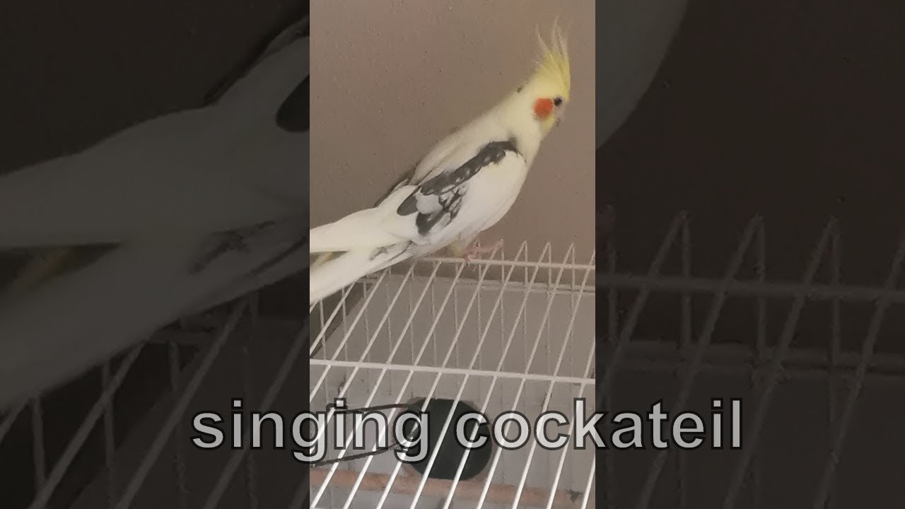 cockatiel singing happy cockateils cockateil care cockateil bird - YouTube