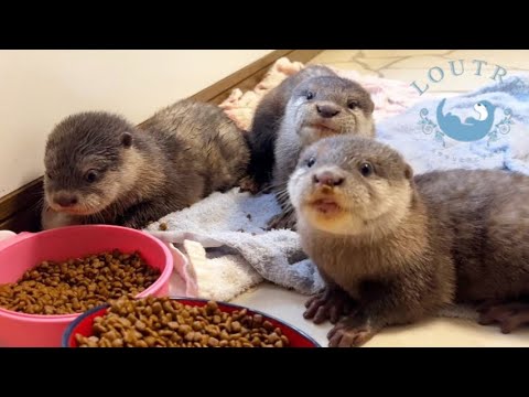 Baby Otters Growing Up After Their First Trip! - YouTube