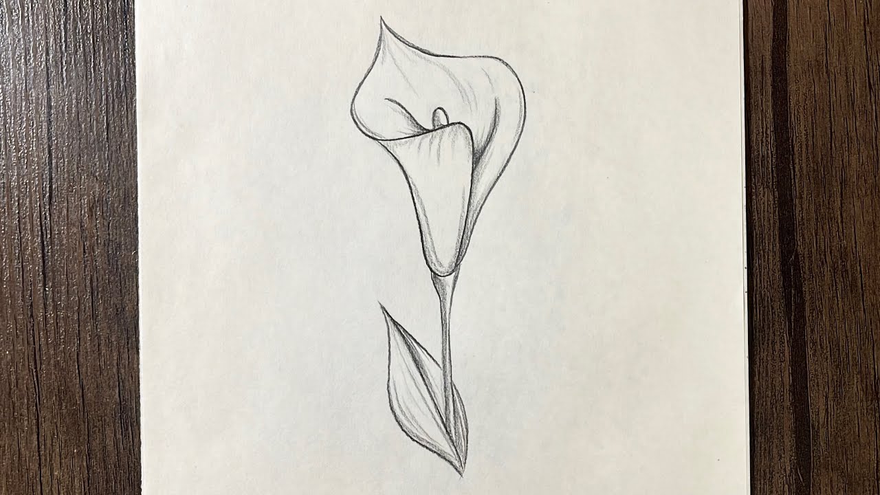 How to draw Calla Lily | step by step pencil drawing for beginners ...