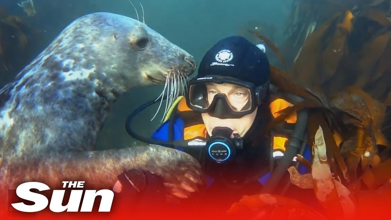 Curious seal greets diver with handshake - YouTube