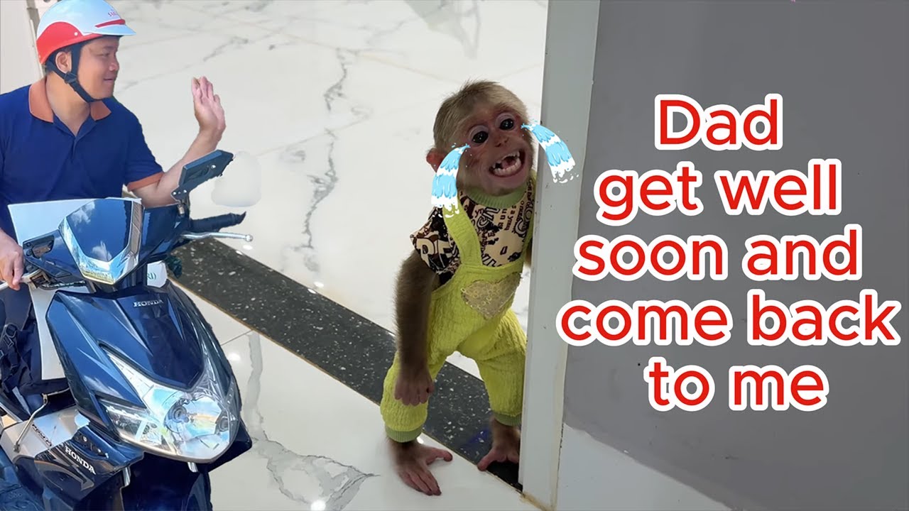 Baby Monkey Kyo very sad to leave Dad - YouTube