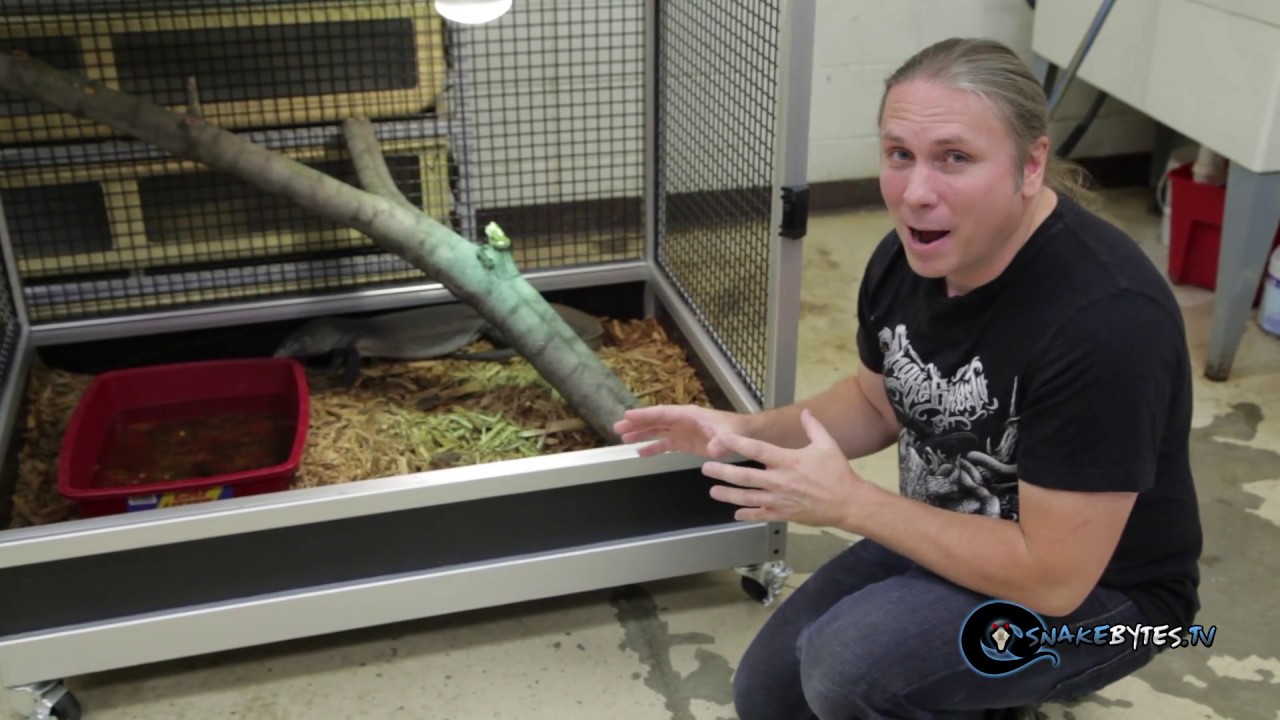 Huge Lizard Attack : SnakeBytesTV - YouTube