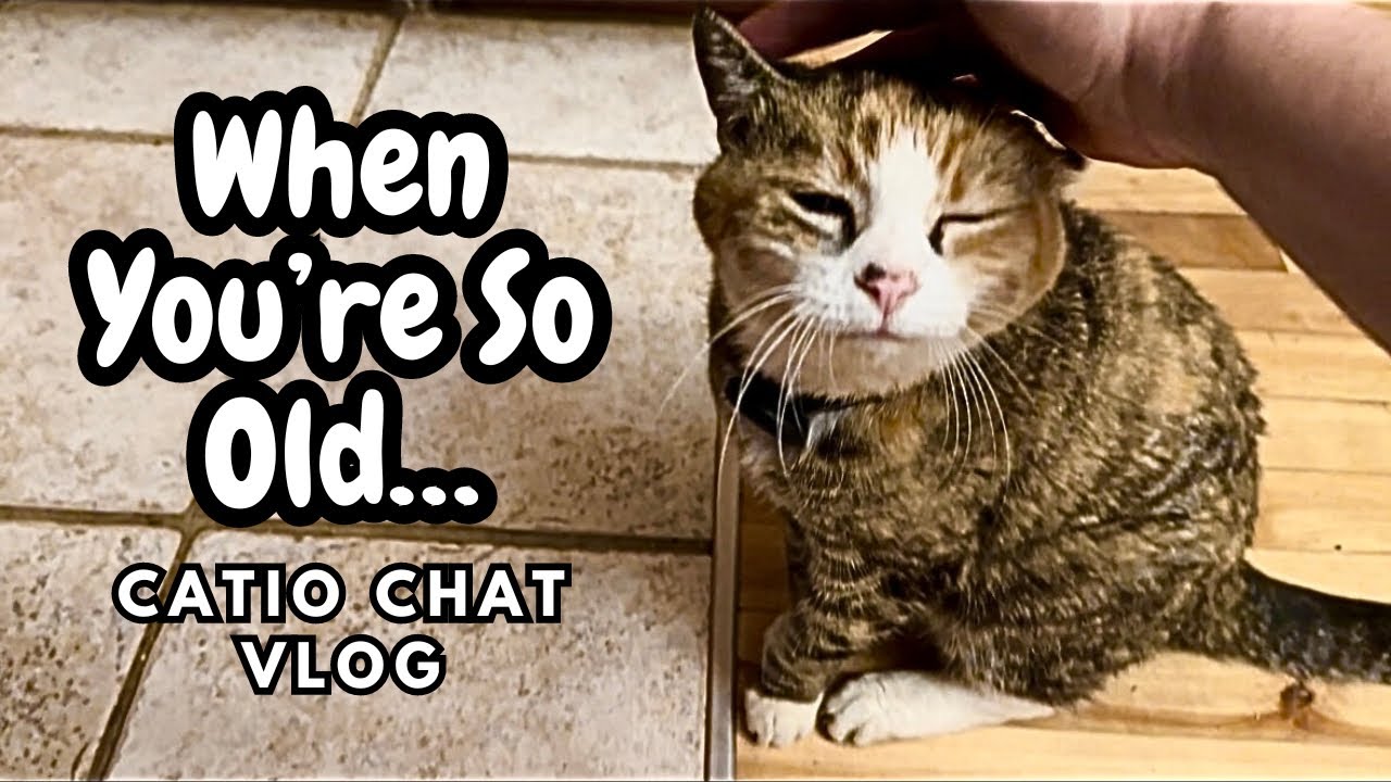 Miss Muffy Is Lame Today | Catio Chat Vlog #cats #pets #animals # ...