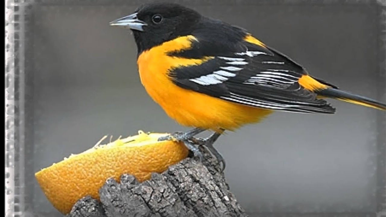 Cryan Shames - Baltimore Oriole - YouTube