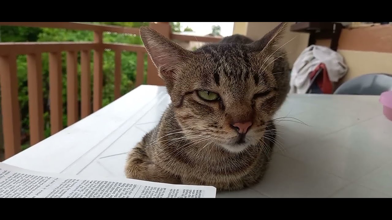 Cute Toyger Puspin Cat - YouTube