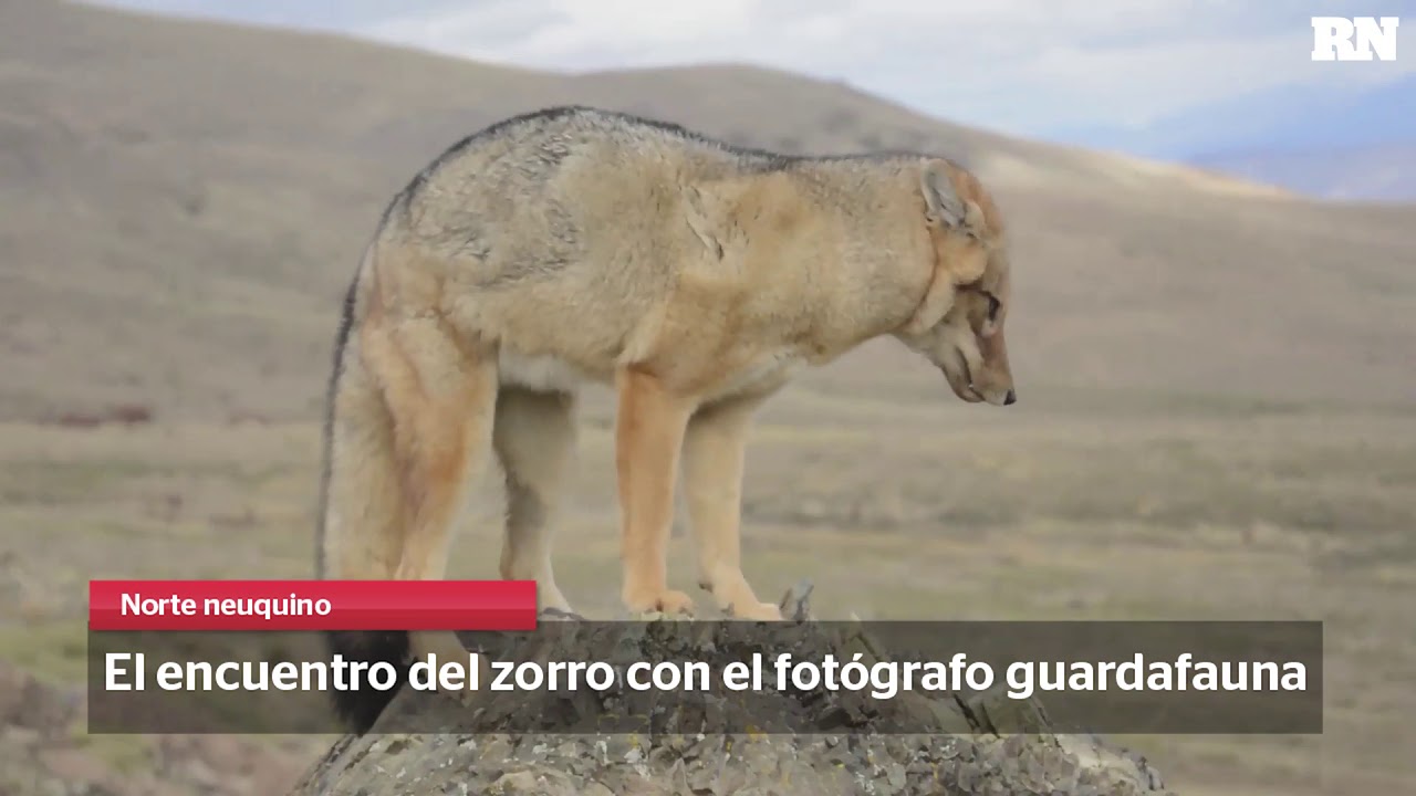 Norte neuquino: el encuentro del zorro con el fotógrafo guardafauna ...