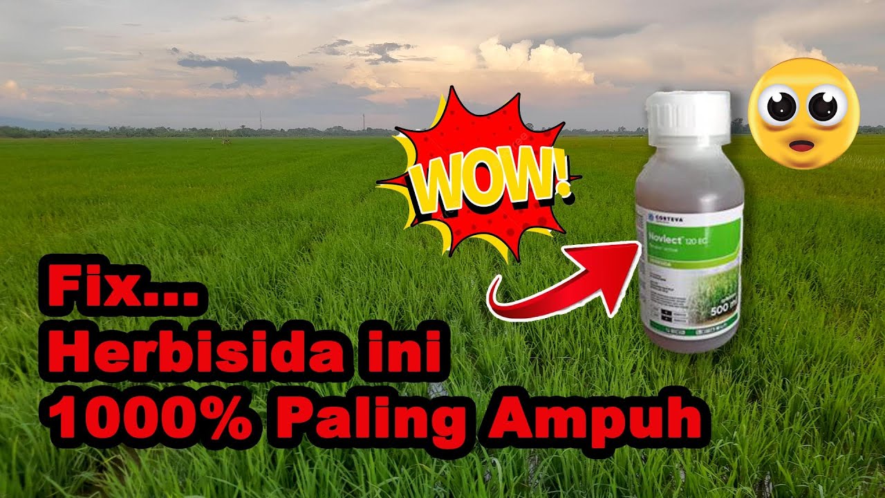 OBAT RUMPUT BIKIN MISKIN ?? NOVLECT 120 EC OBAT RUMPUT PALING AMPUH ...
