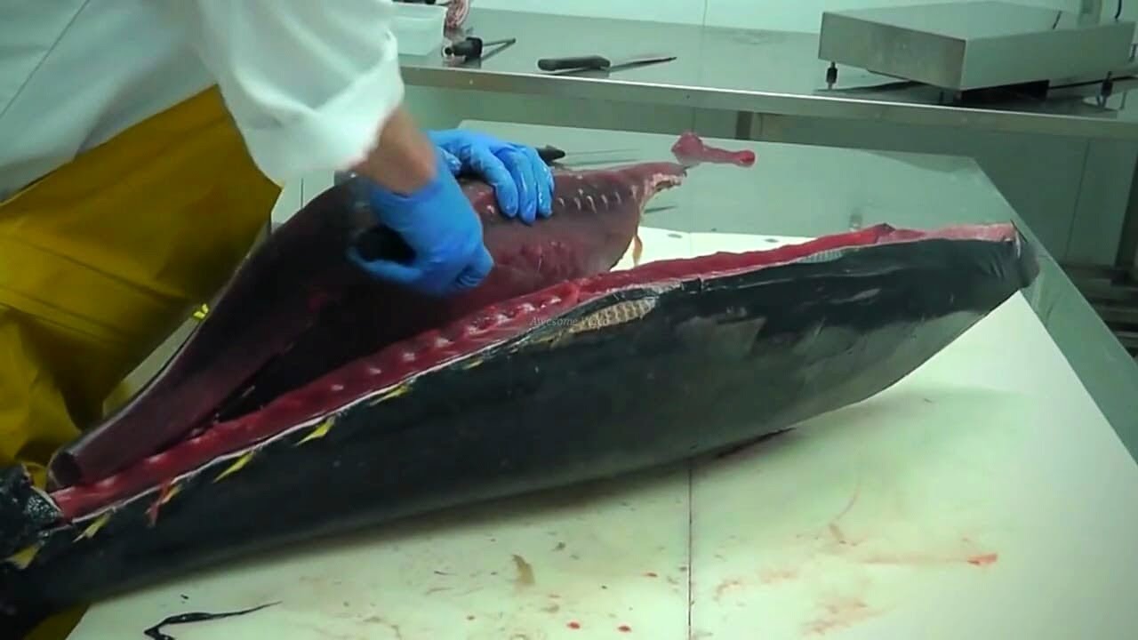 Yellowfin Tuna - Cutting and Processing on File - YouTube