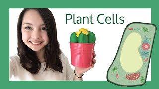 Simple and Easy way to make plant cell Hexagone shape model |3d ...