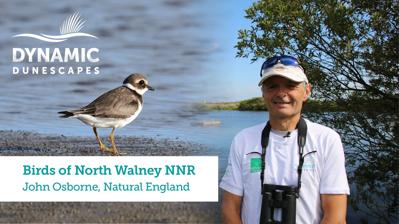 Birds of North Walney NNR with John Osborne - YouTube