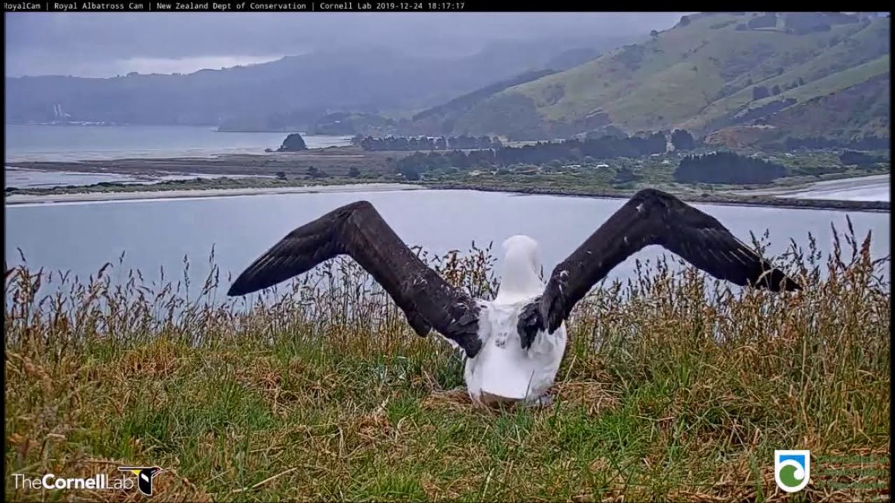 Royal Albatross New Zealand 2019 12 24 stretching the wings - YouTube