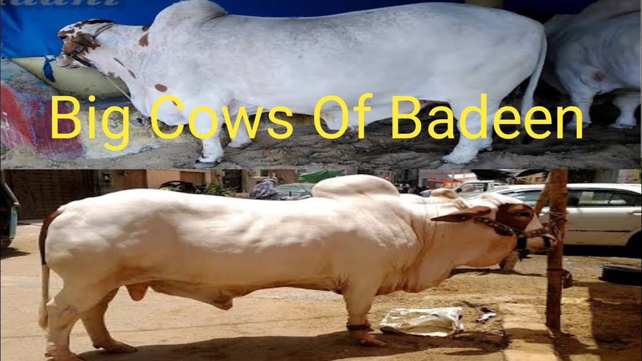 Big Cows Of Badeen..|Qurbani Janwar unlimited #cow #goat#qurbanistatus ...
