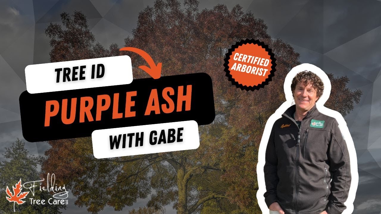 How to Identify the Purple Autumn Ash Tree - Fielding Tree Care Tree ...