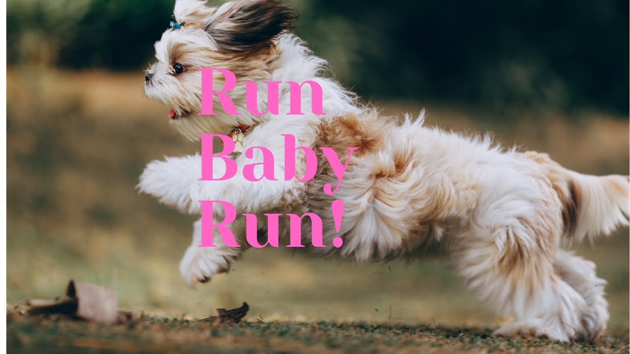 Dogs running freely - YouTube