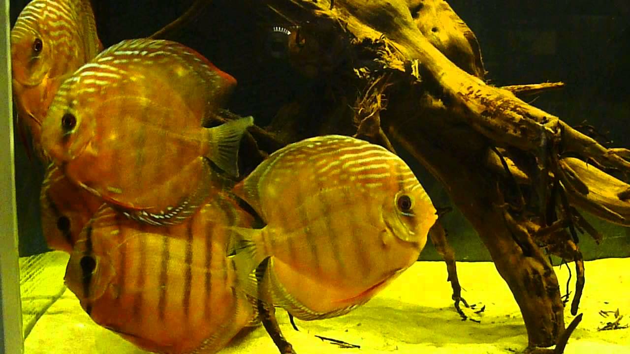 Curipera Diskus, Cuipeua Discus - YouTube