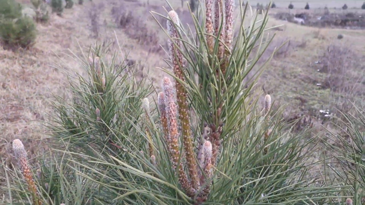 Pinus pinea - YouTube
