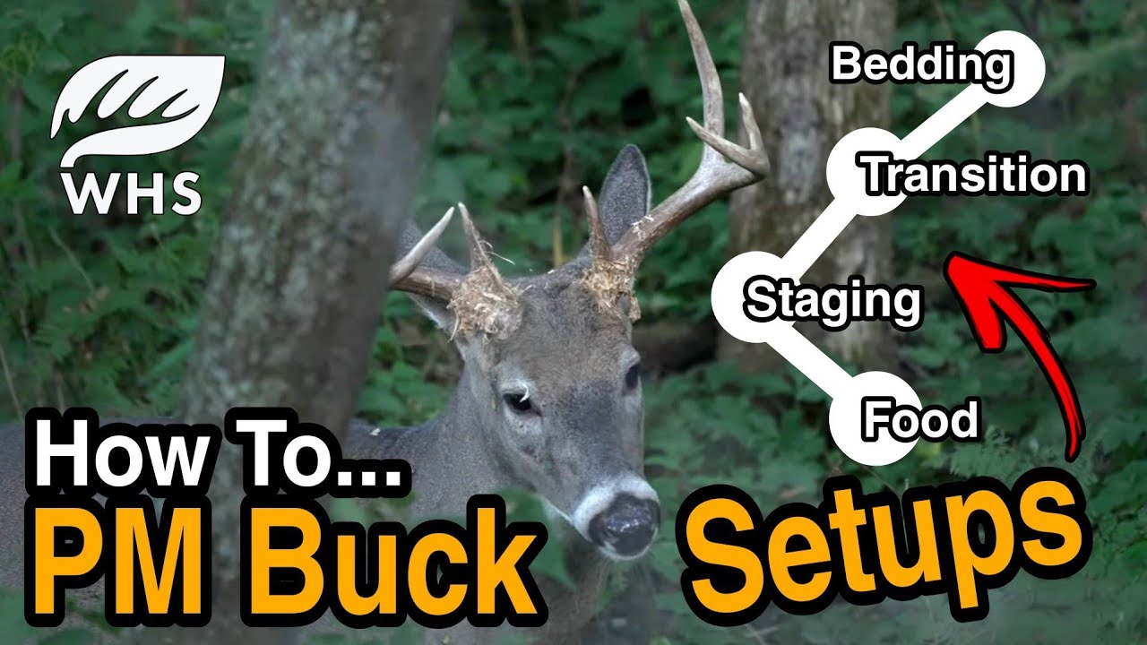 The Perfect Evening Buck Bowhunting Setup - YouTube