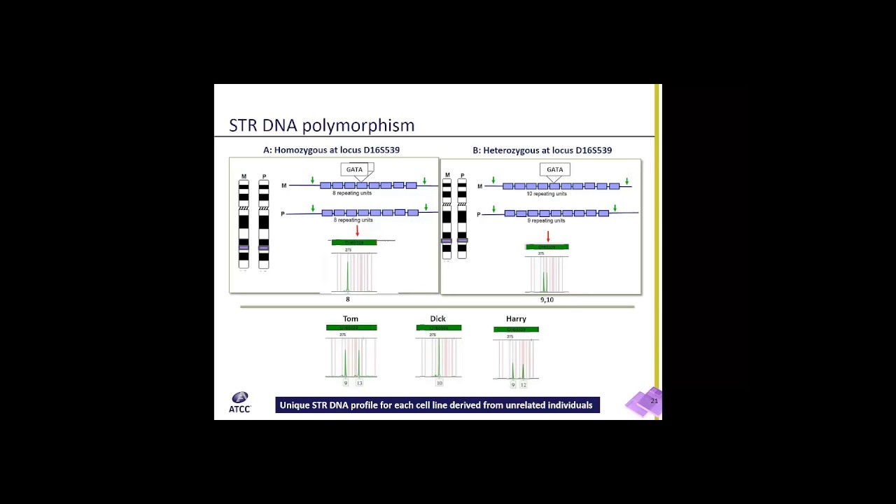 Do You Trust Your Cells? STR Profiling for Human Cell Line ...