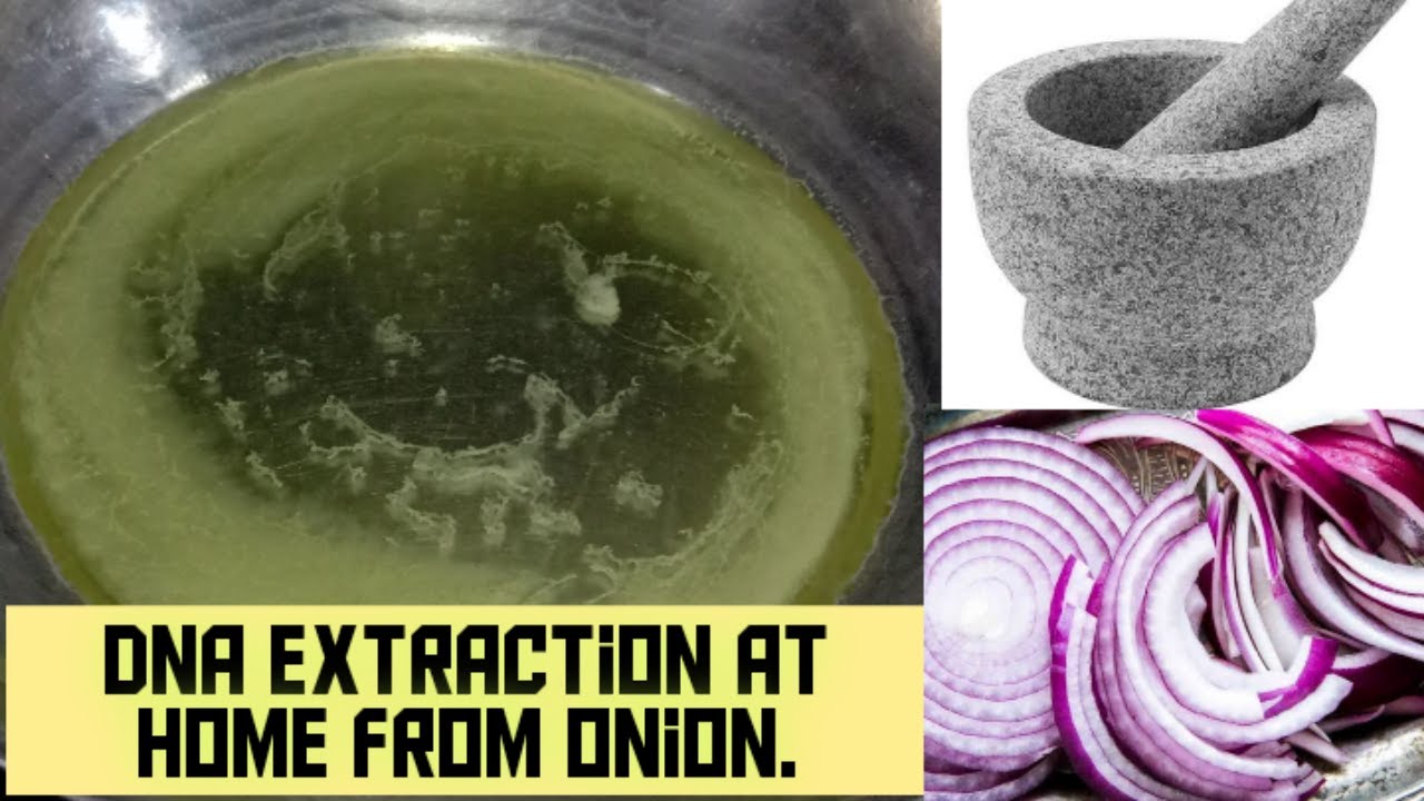DNA 🧬 isolation at home from Onion|kitchen DNA isolation| method of DNA ...