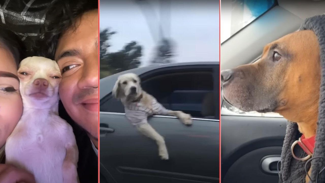 funny fogs TIKTOK COMPOLZTION(PART 3) - YouTube