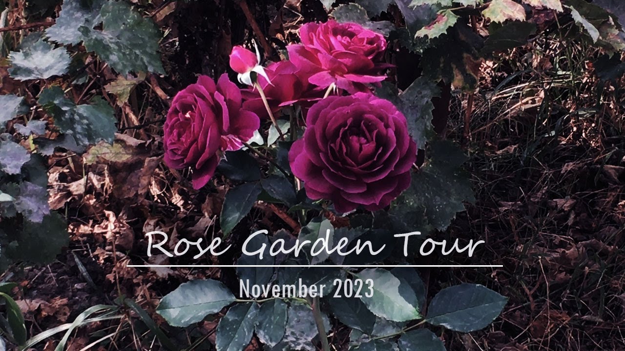 Rose Garden Tour | November 2023 | Autumn roses | David Austin, Kordes ...