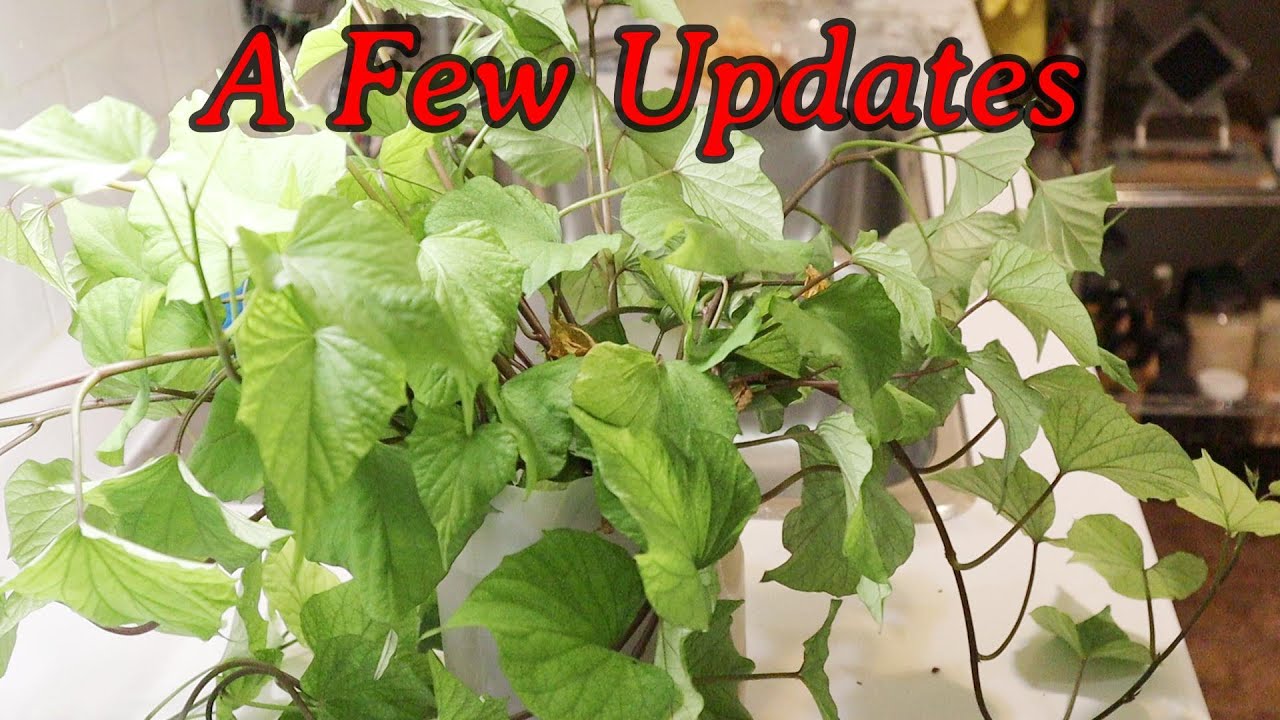 A Few Updates - YouTube