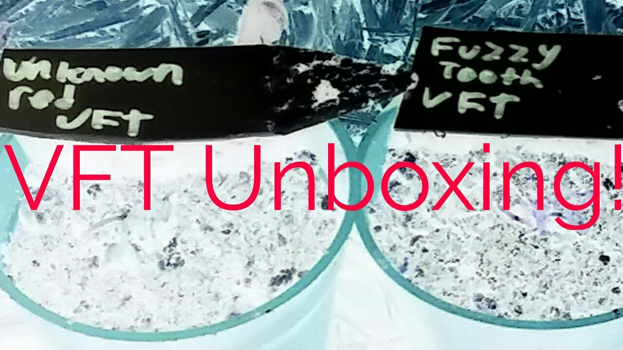 Unboxing and Planting Venus Fly Traps. - YouTube