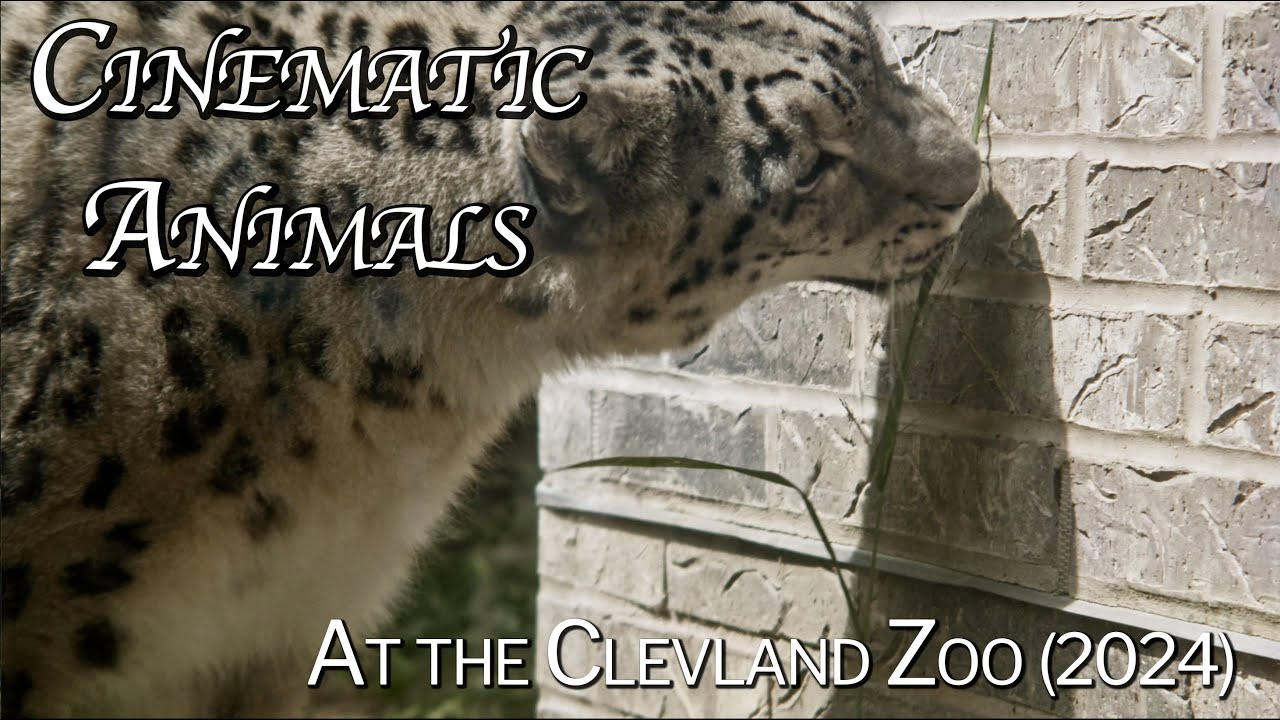 Cinematic Animals at the Cleveland Zoo - YouTube