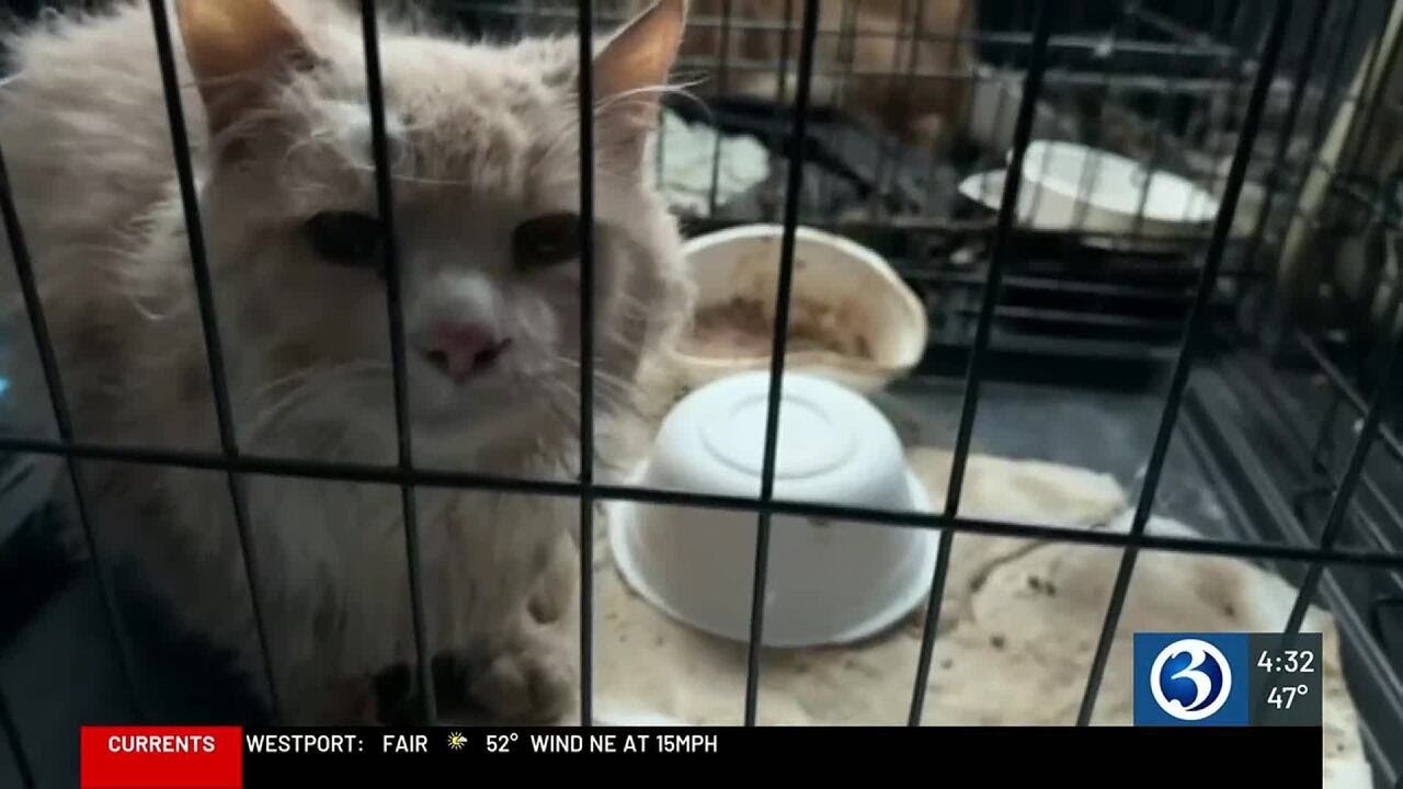 Local rescue takes in 22 dumped cats. Now, it wants charges for the ...