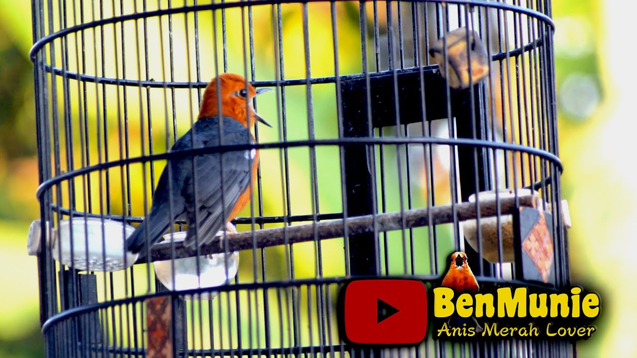 LANGSUNG IKUT GACOR, PANCINGAN ANIS MERAH GACOR - YouTube