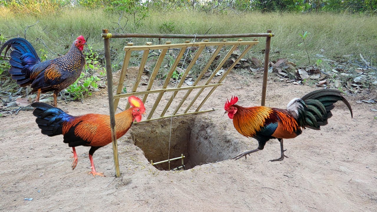 Easy Bird Trap Technology Make From Cage And Net real Wild Chicken Trap Diy Trap 100 YouTube Easy Bird Trap Technology Make From Cage And Net real Wild Chicken Trap Diy Trap 100 YouTube