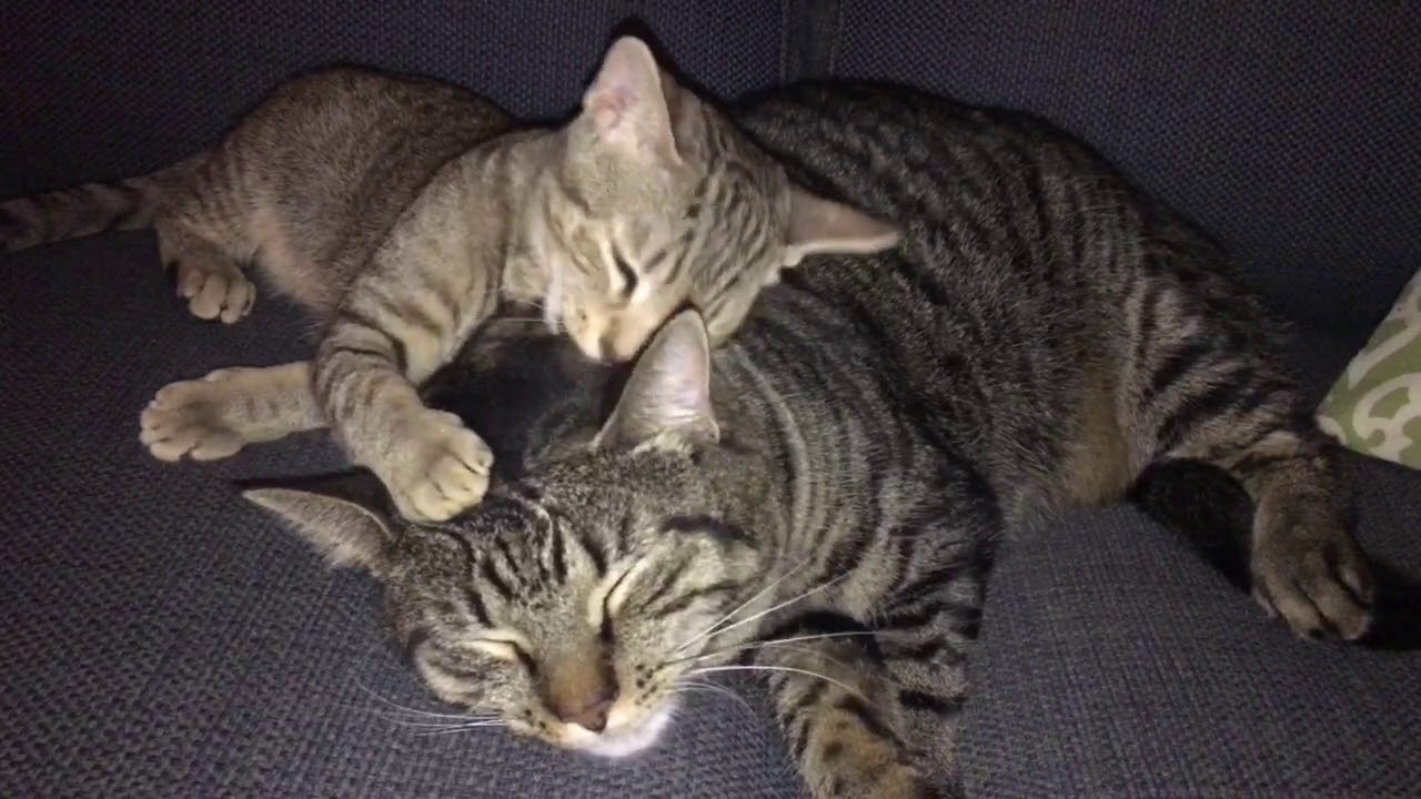 Older rescue cat and new rescue cat introduction - YouTube