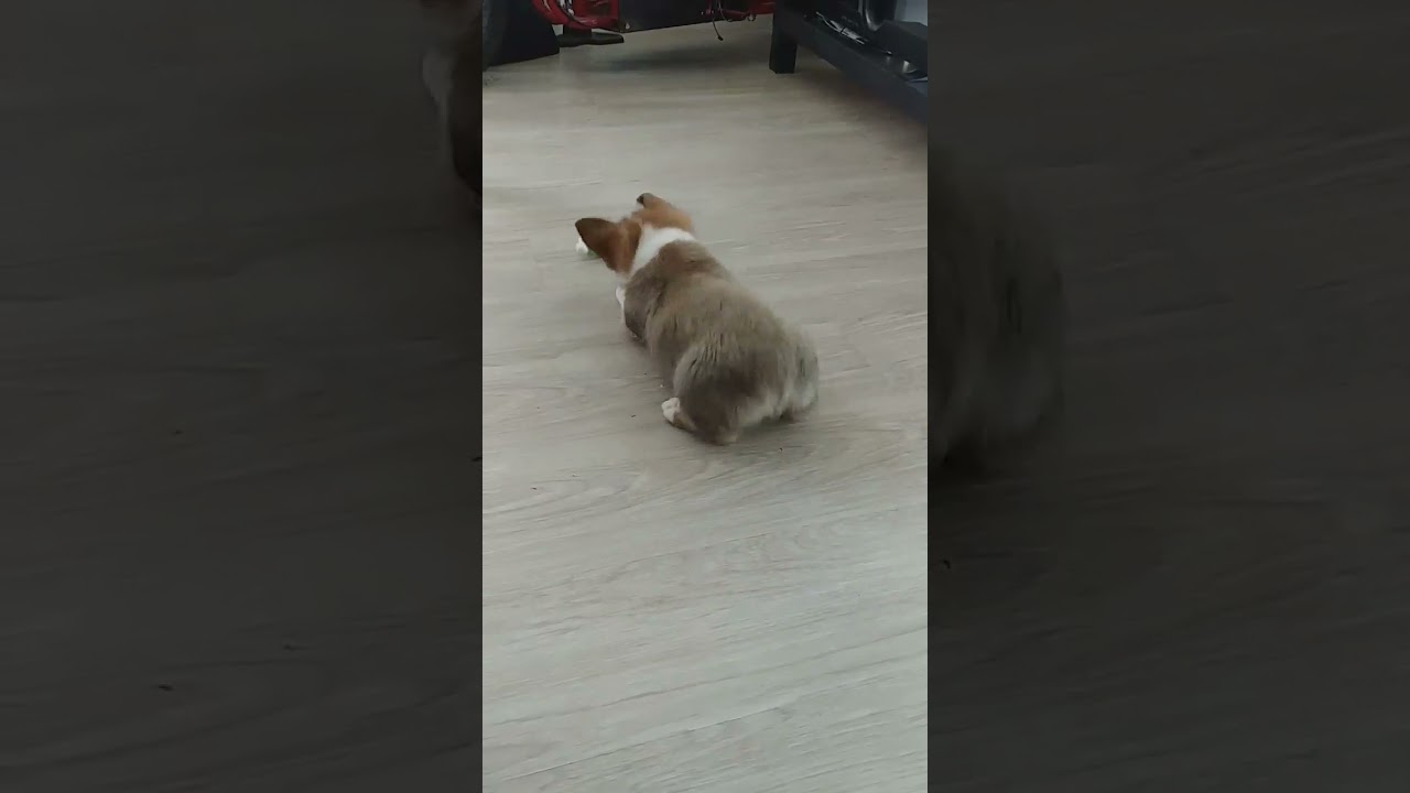 Day 1: Corgi Puppy Bunny Hops - YouTube