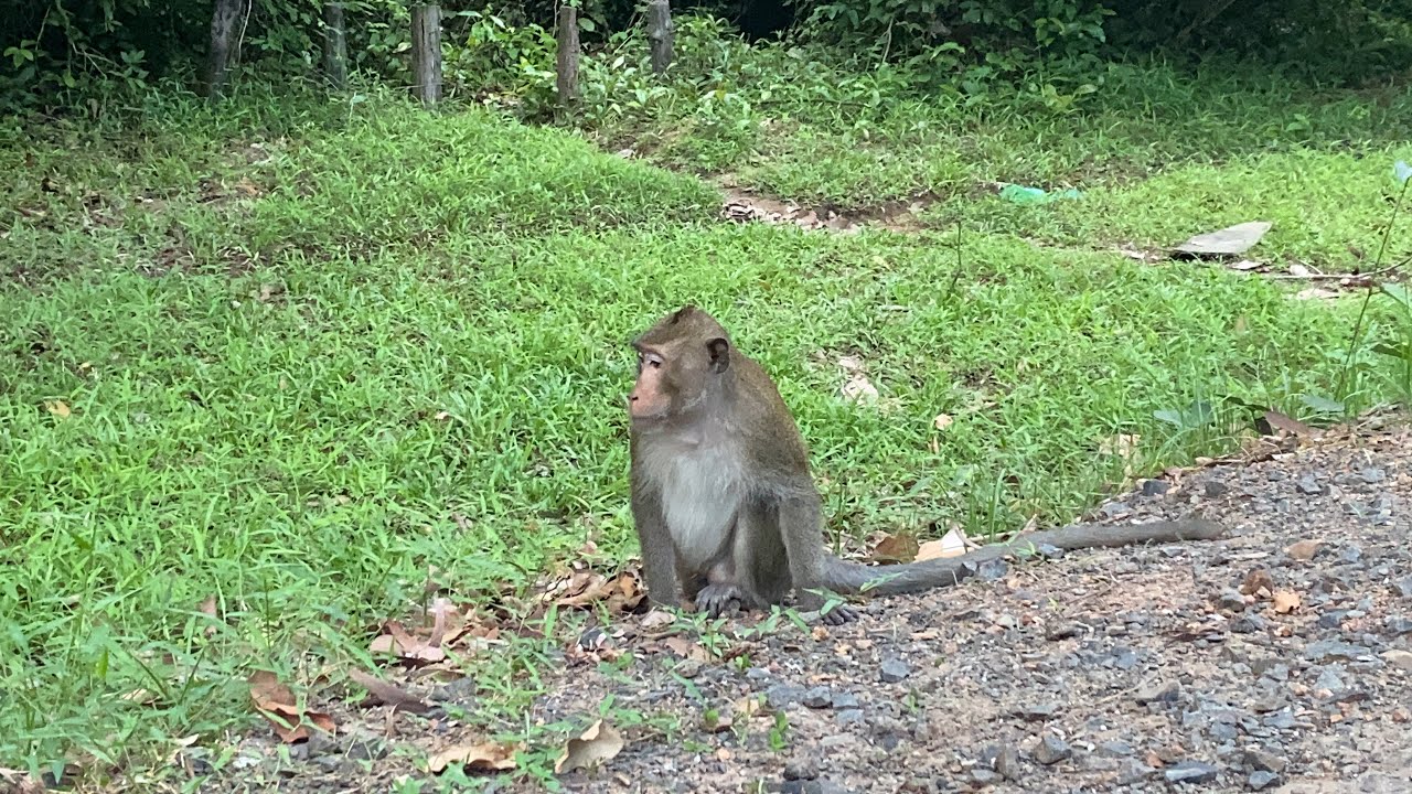 WOW-Amazing crazy monkey sexy -Daily MonKey Oparu - YouTube