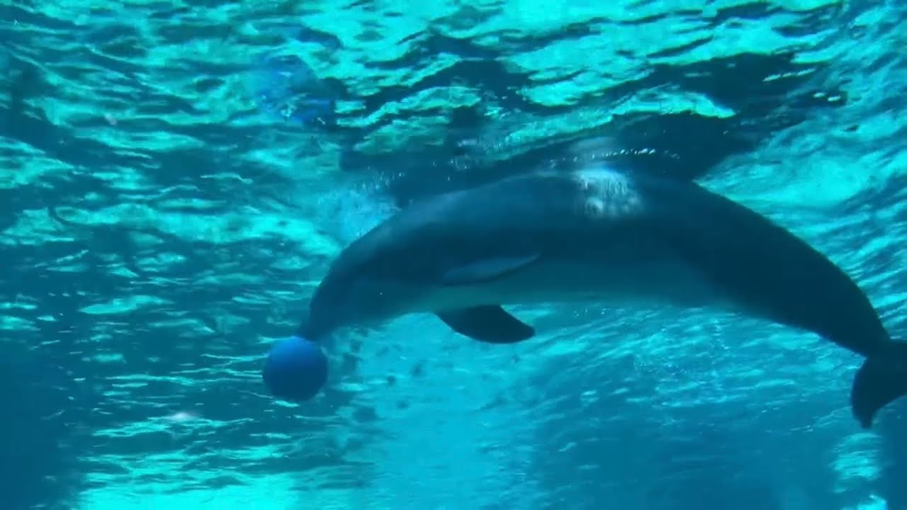 Bottlenose Dolphin Playing/Dribbling a Basketball - YouTube