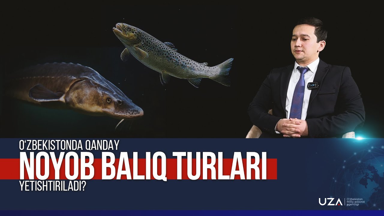 O‘zbekistonda qanday noyob baliq turlari yetishtiriladi? - YouTube