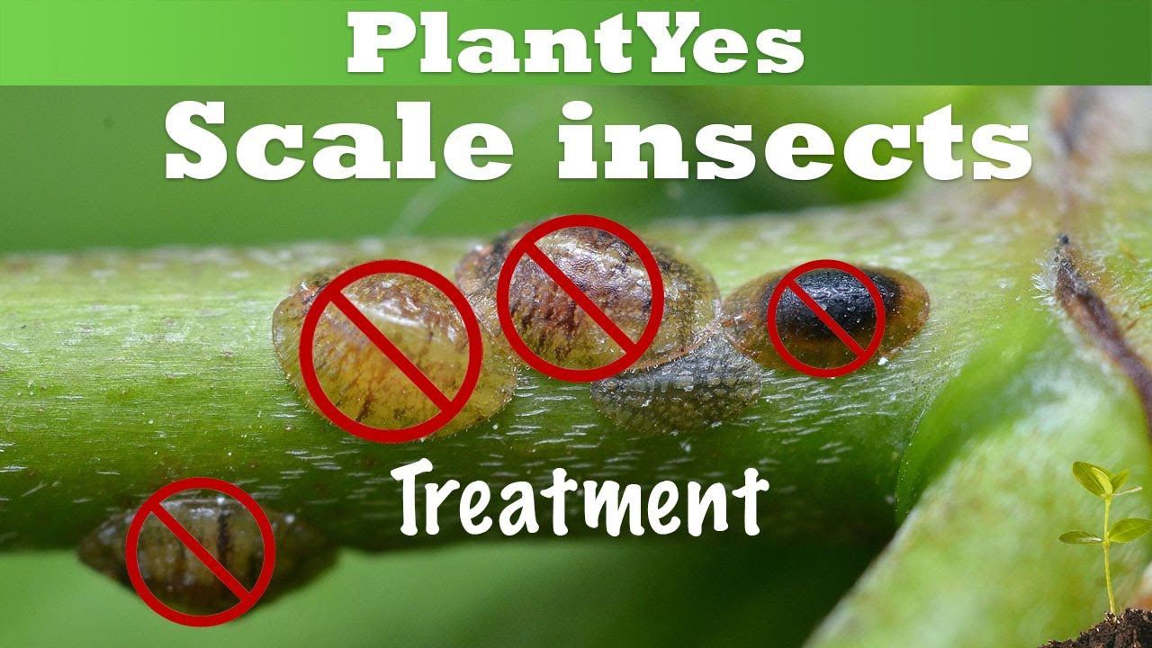 🛑 Scale Insects on Houseplants & How To Get Rid of Them 🧹 [Plant Pest ...