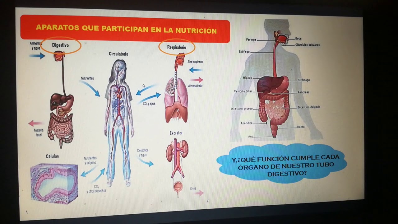 METEORISMO: ERUCTOS Y FLATULENCIAS I - YouTube