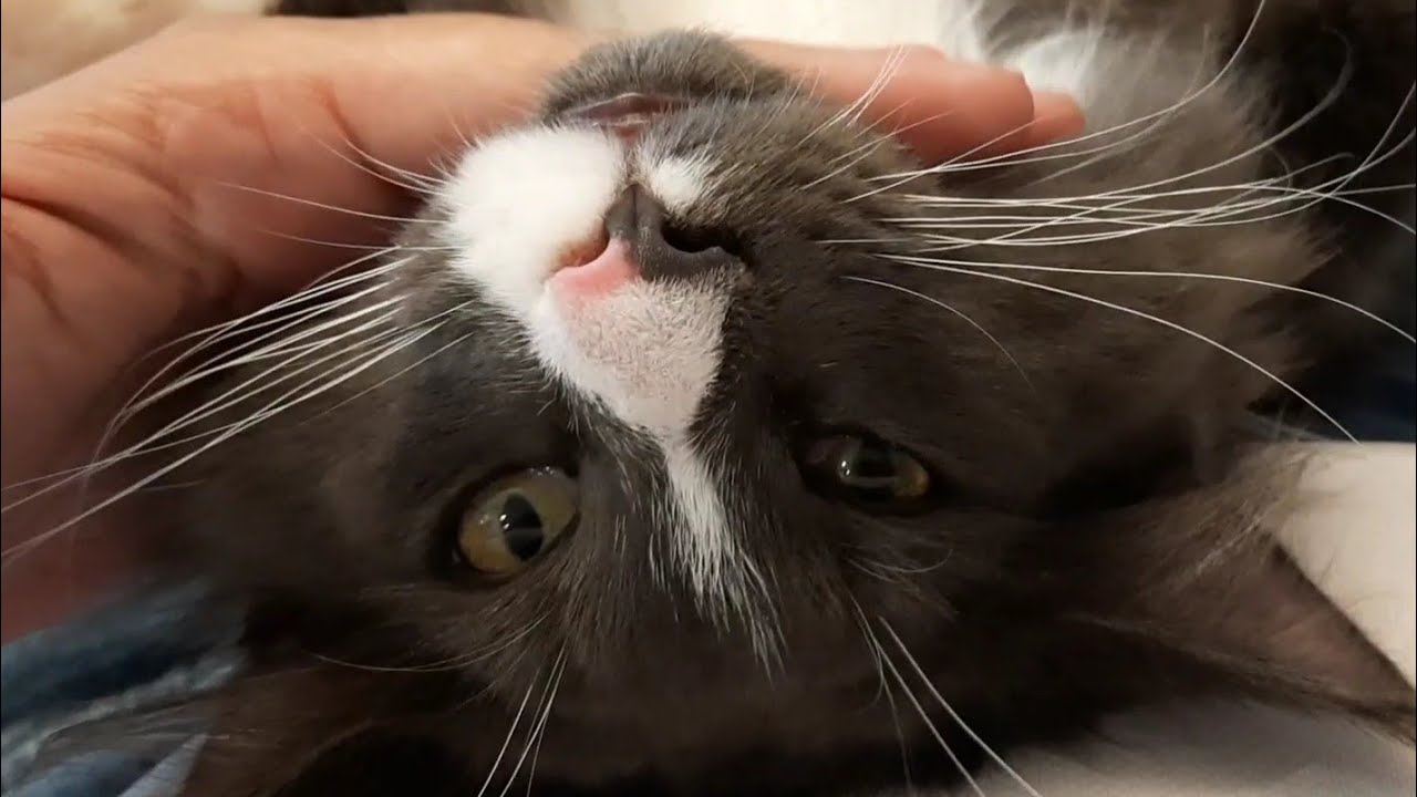 first meeting with a pet. Maycoon Caesar, 4 months old #mainecoon - YouTube