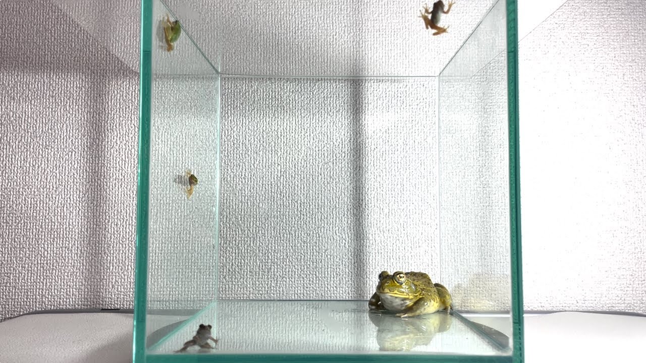4 little frogs / Pacman frog , African bullfrog【LIVE FEEDING】 - YouTube