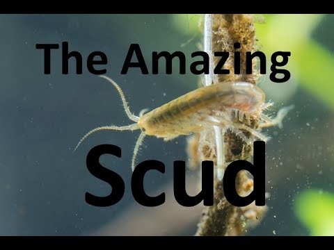 Amazing fresh water shrimp or scud DONS PICKS EP2 - YouTube