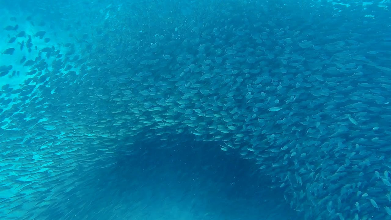 Hypnotic Fish - YouTube