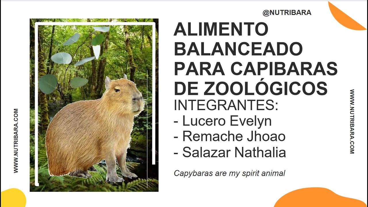 Elaboración de un alimento balanceado para capibara de zoologico - YouTube