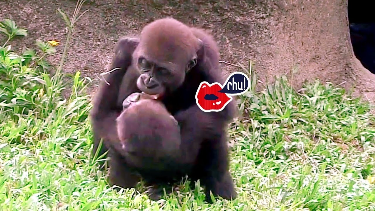 Have fun with Jabali and Ringo|D'jeeco Family|Gorilla|Taipei zoo - YouTube