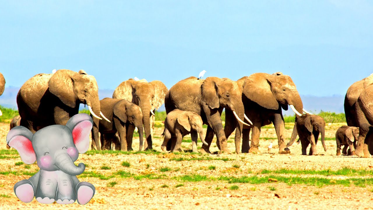 The Lives of Familiar Animals Elephants🐘| Cute Baby Elephant 😍🐘 - YouTube